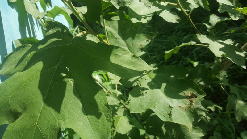 15 Manfaat dan Khasiat Terong Pipit untuk Kesehatan – SuaraKalimantan.com