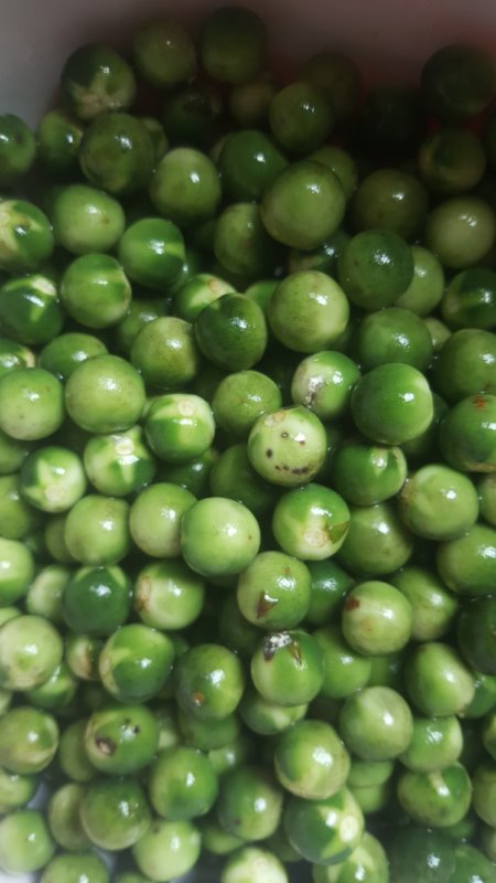 15 Manfaat dan Khasiat Terong Pipit untuk Kesehatan – SuaraKalimantan.com