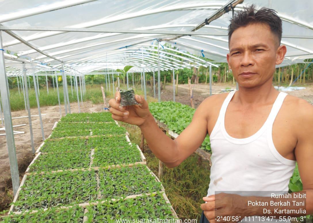 Poktan Berkah Tani Raup Jutaan Rupiah Dari Penjualan Bibit Cabe Dan ...